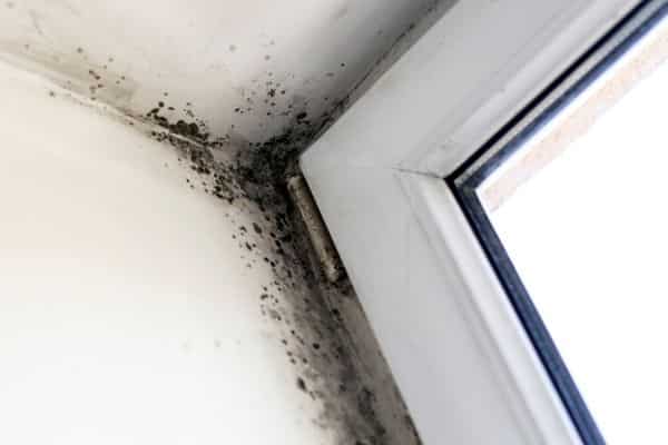 White Mold In Air Ducts | Green Quality Air